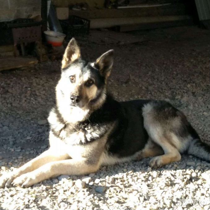 Восточноевропейская овчарка зонарного