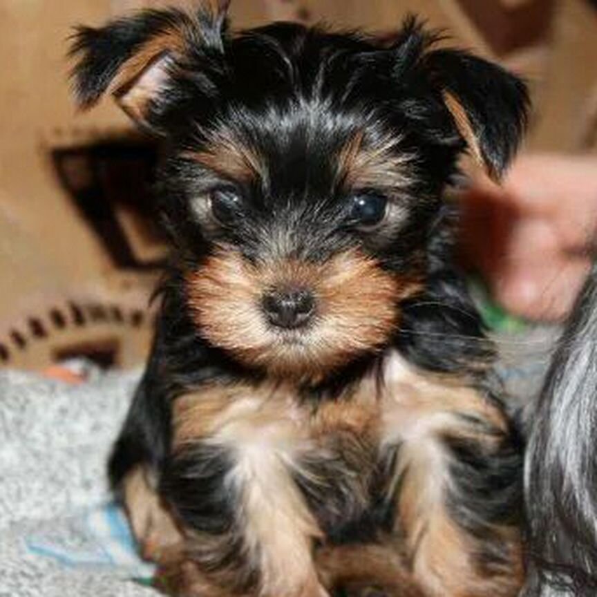 Йоркширский терьер девочка очень очень маленькая