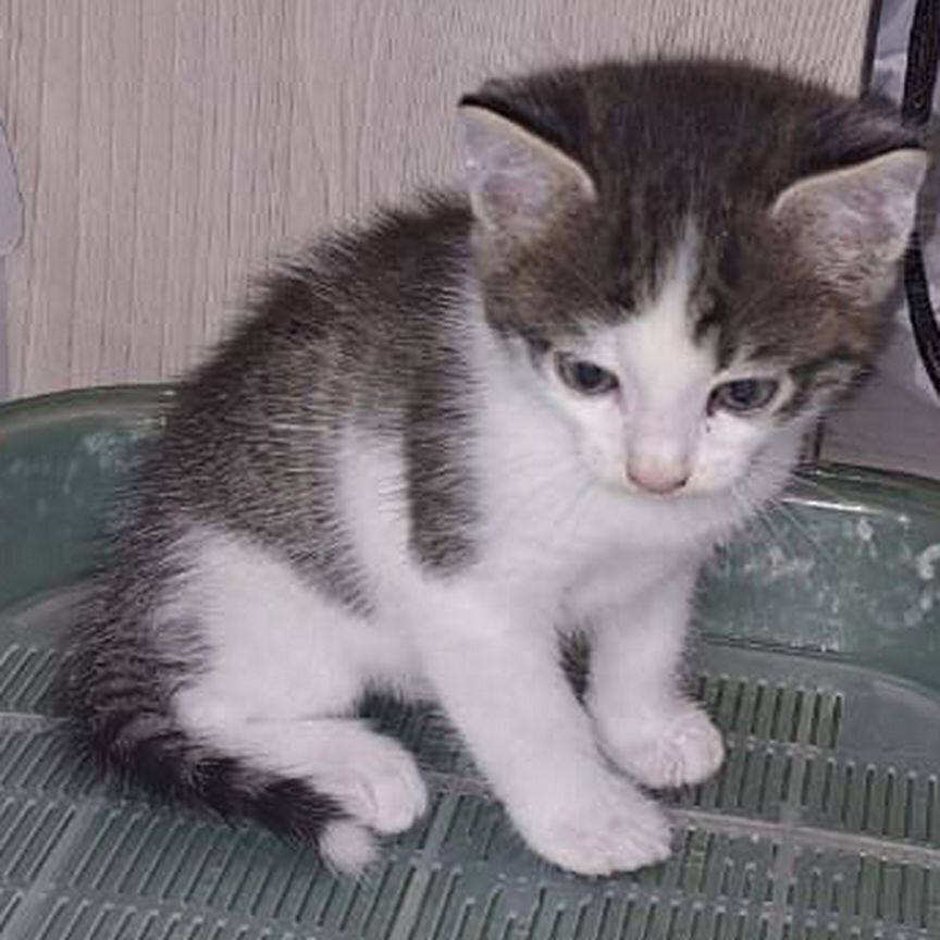 Котята