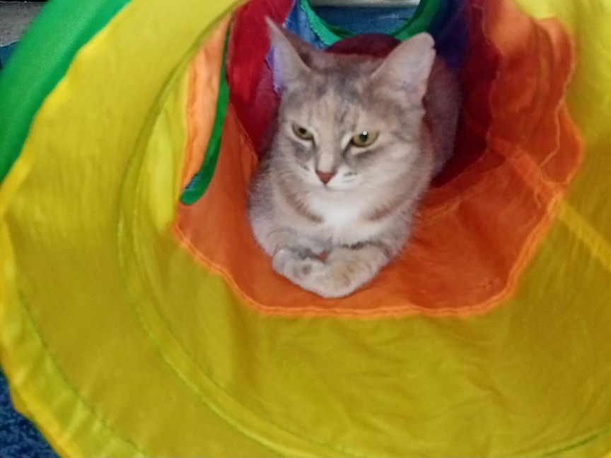 Валери,стерилизована, привита