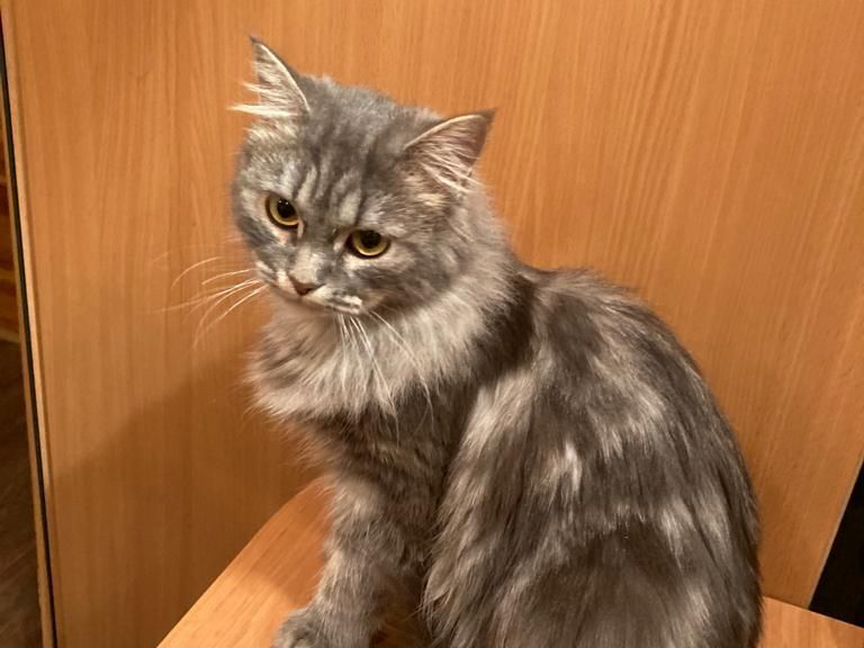 Прелестная шотландская кошечка, стерилизованная