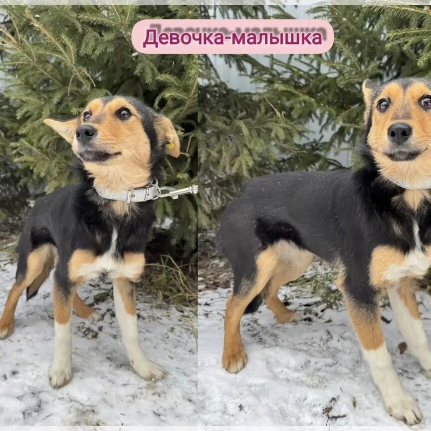 Щенок в добрые руки