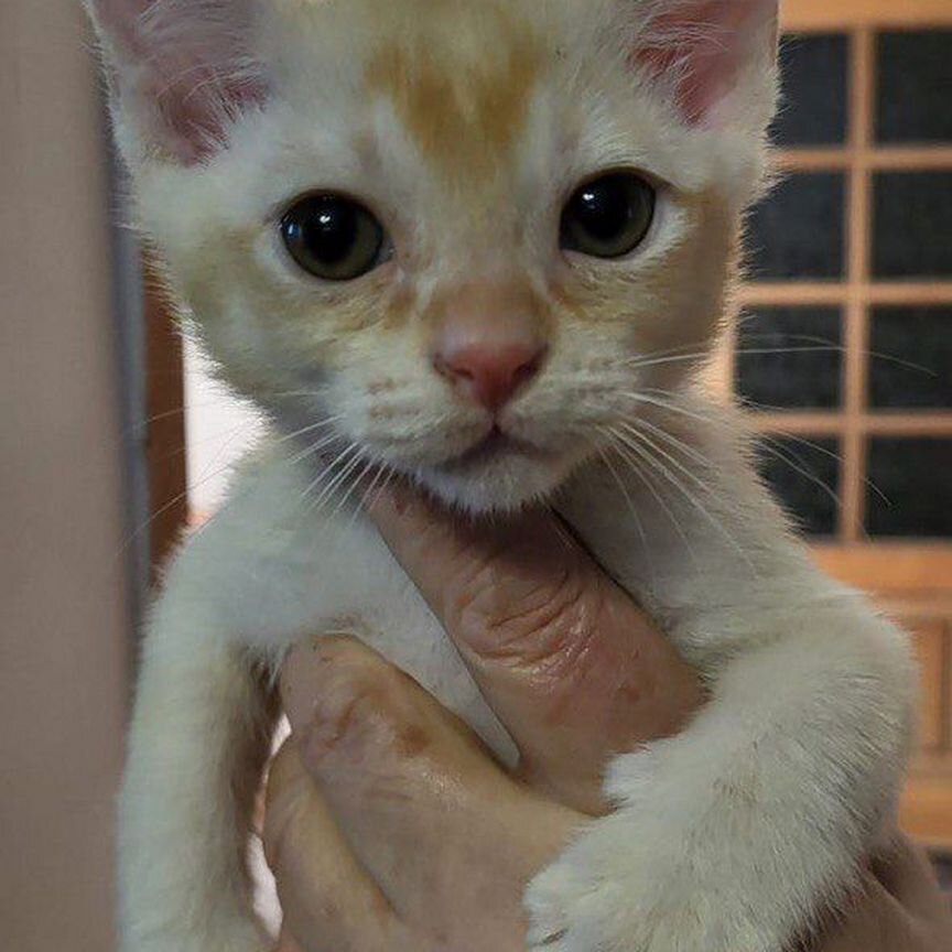 Котята европейская бурма