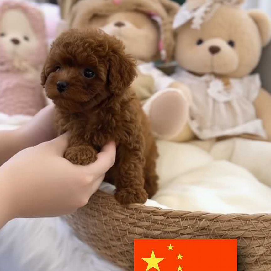 Той-пудель, щенок