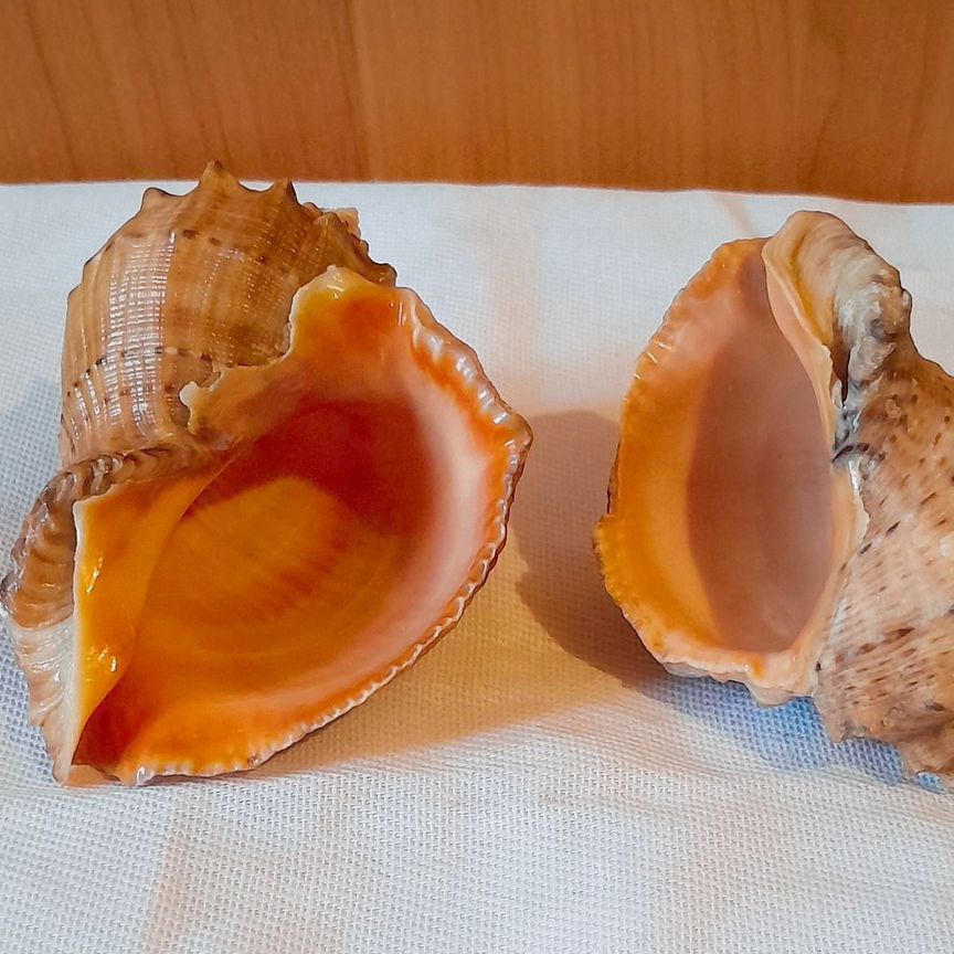 Морские ракушки
