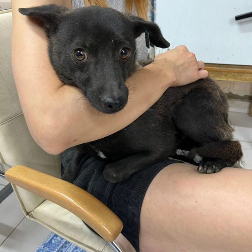 Маленький песик с печальными глазами