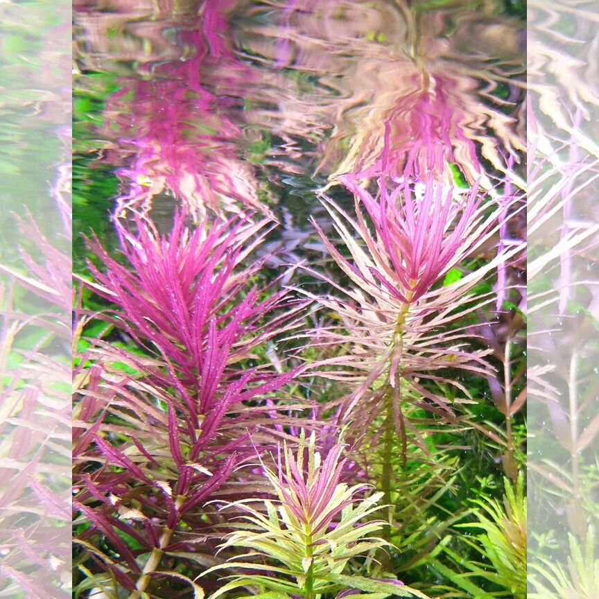 Аквариумное растение Лимнофила Ароматика