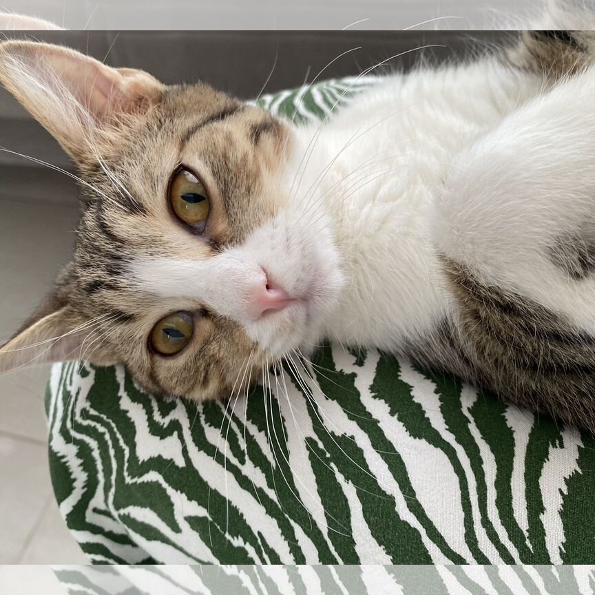 Котёнок в добрые руки