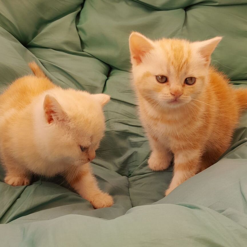 Шотландские котята