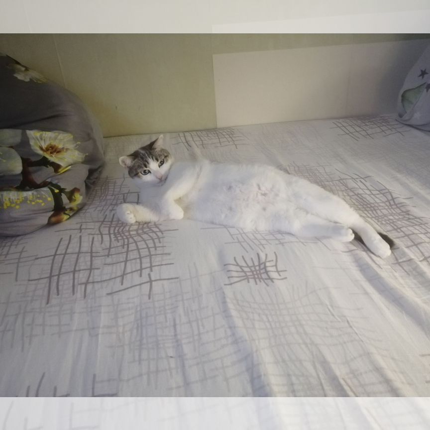 Отдам кота в добрые руки бесплатно