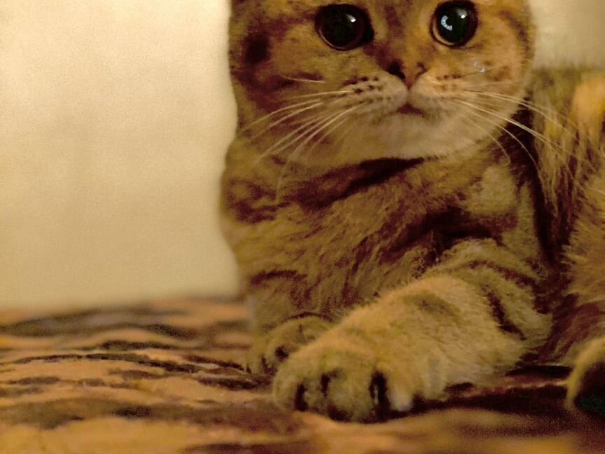 Британская золотая шиншилла