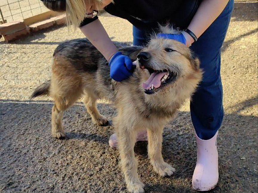 Бывшедомашний Чечил, не должен жить в приюте