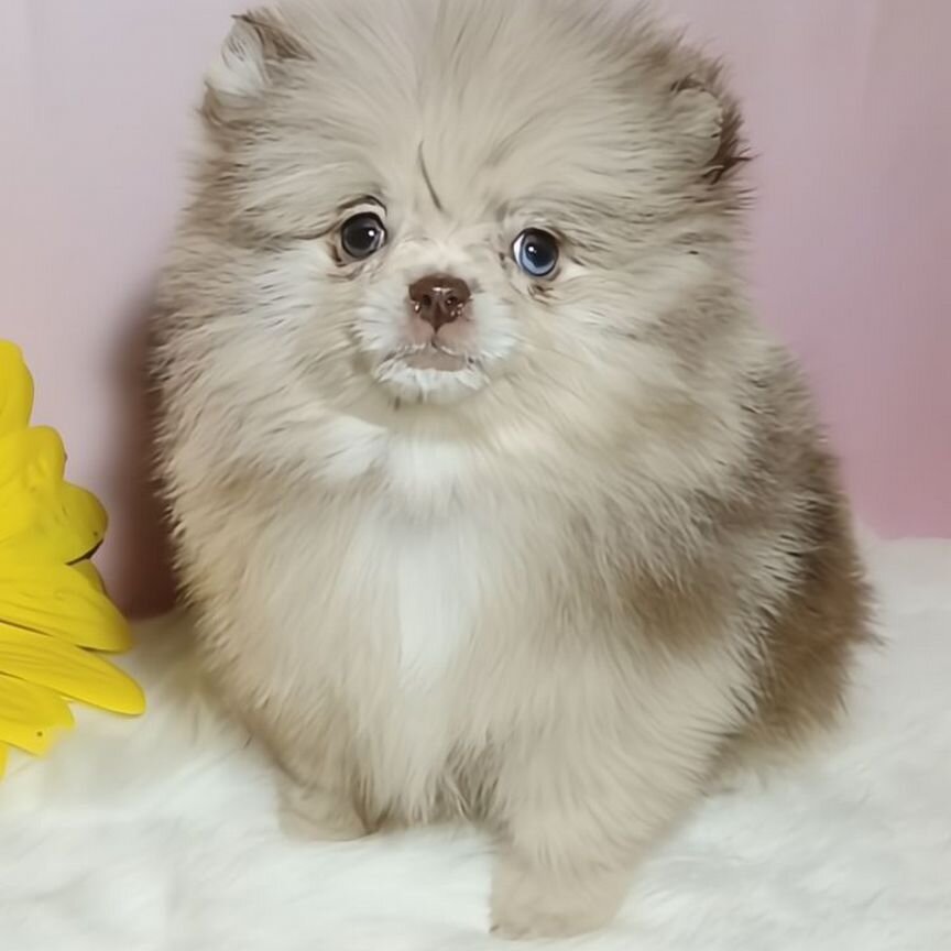 Померанский шпиц, щенок