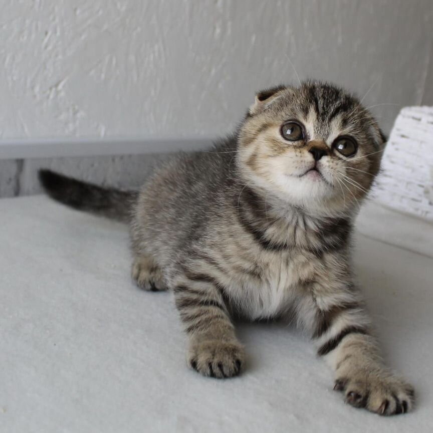 Шотландские тигровые котята