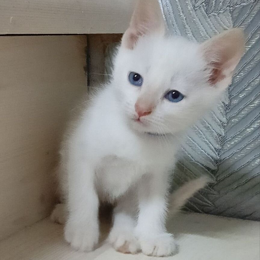 Тайский котёнок