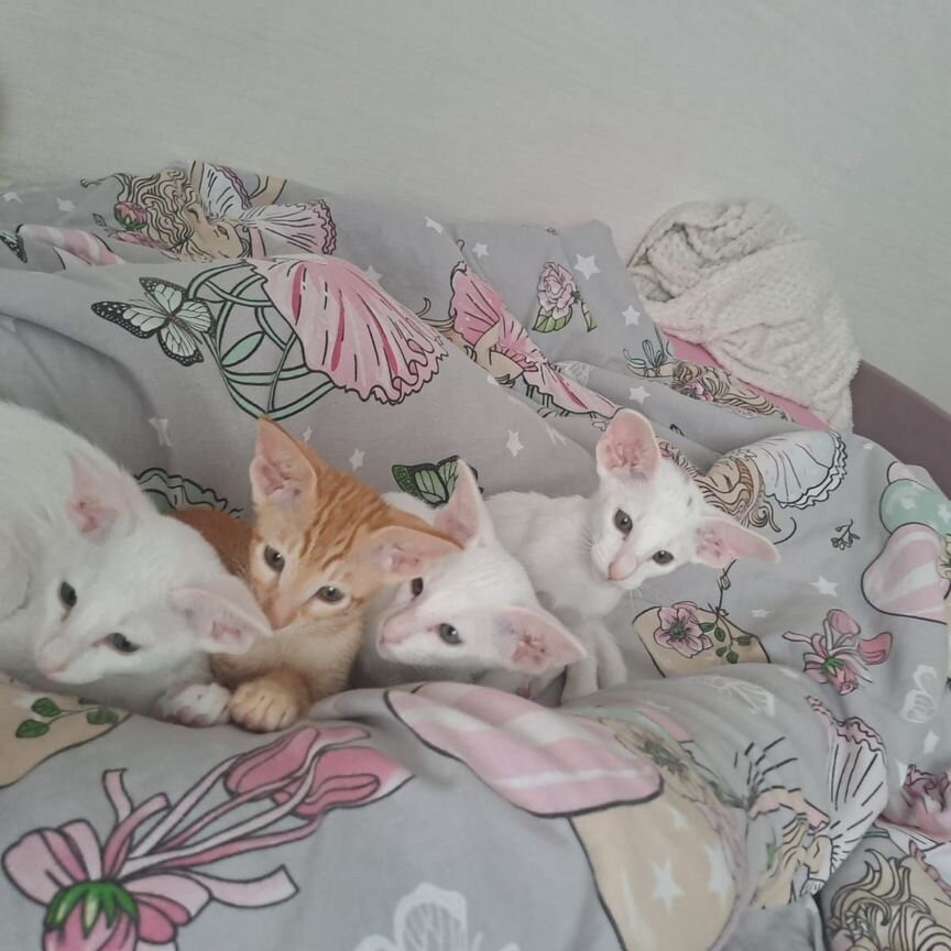 Ориентальные котята