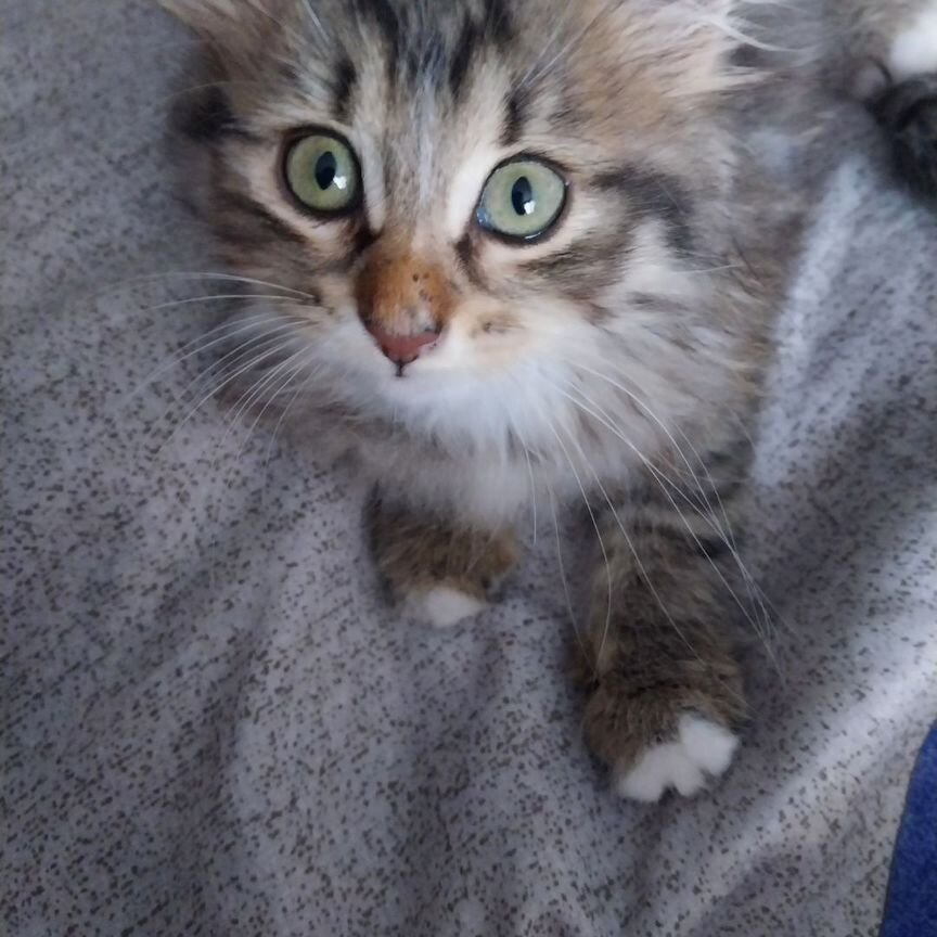 Котенок девочка