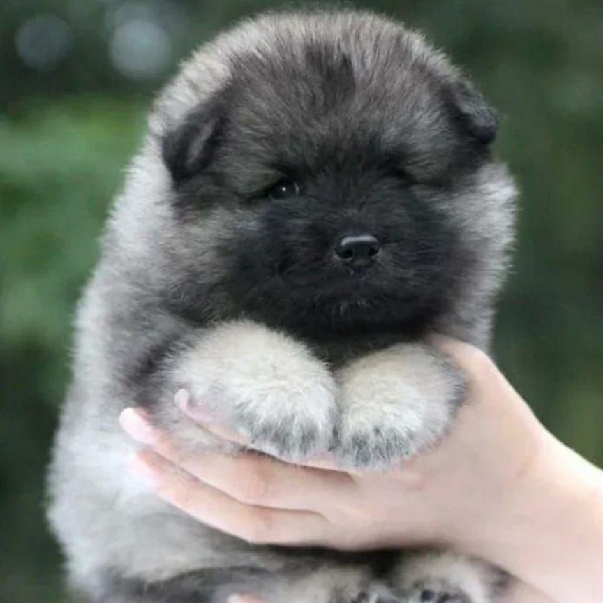 Кеесхонд щенята