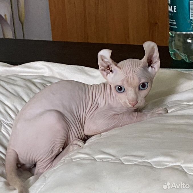 Эльфийский сфинкс котёнок