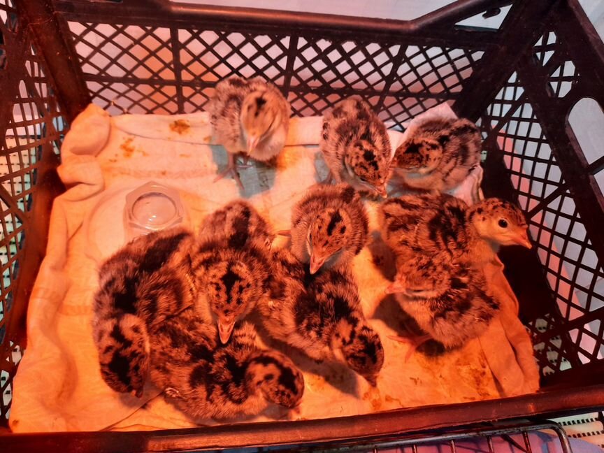 Домашняя птица индюк