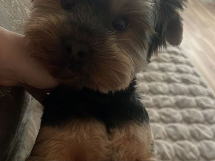 Продам йорка