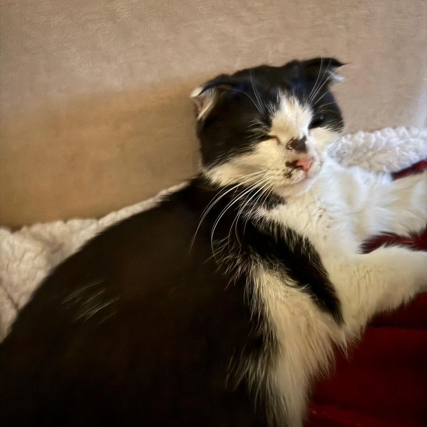 Кошка