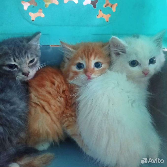 Малышарики 1 мес