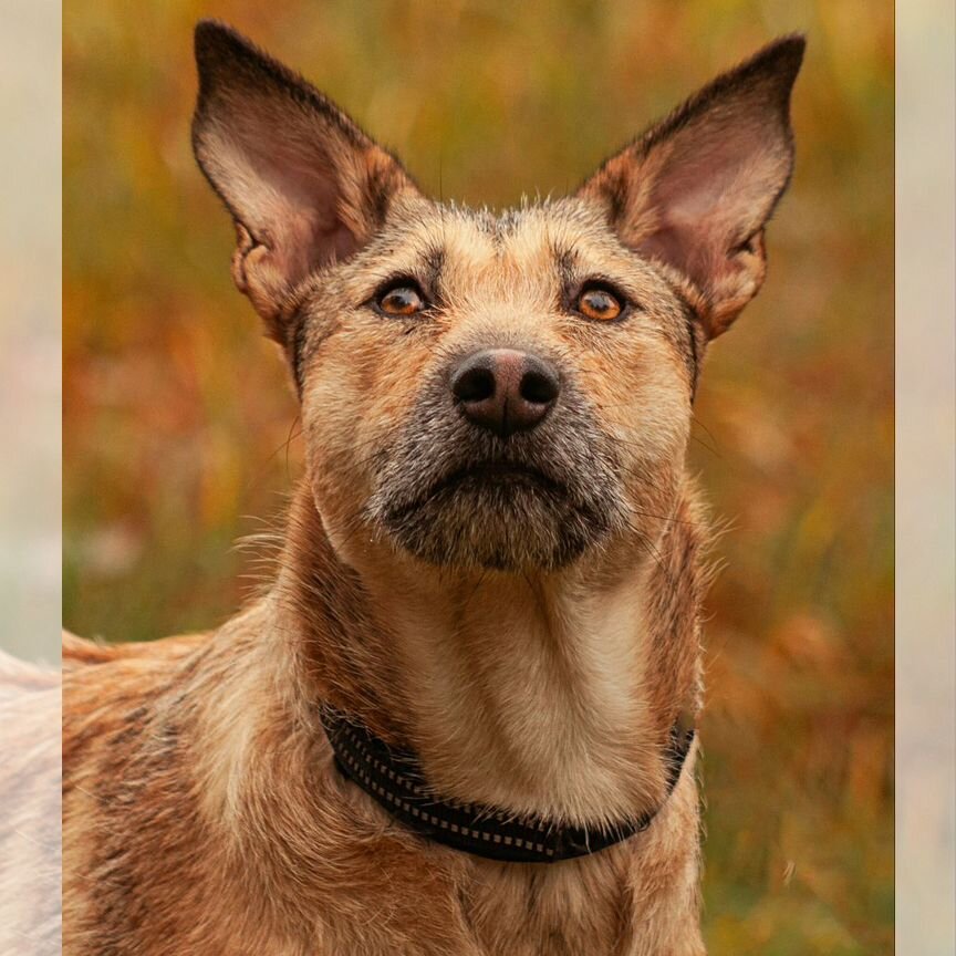 Взрослая собака в добрые руки