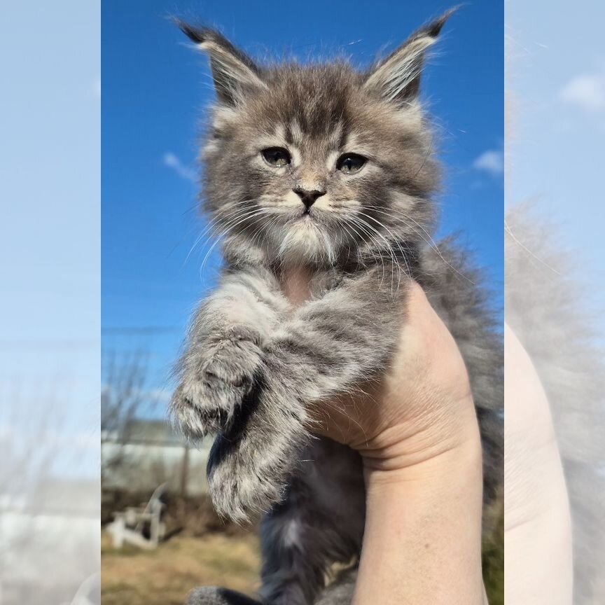 Мейн-кун котёнок