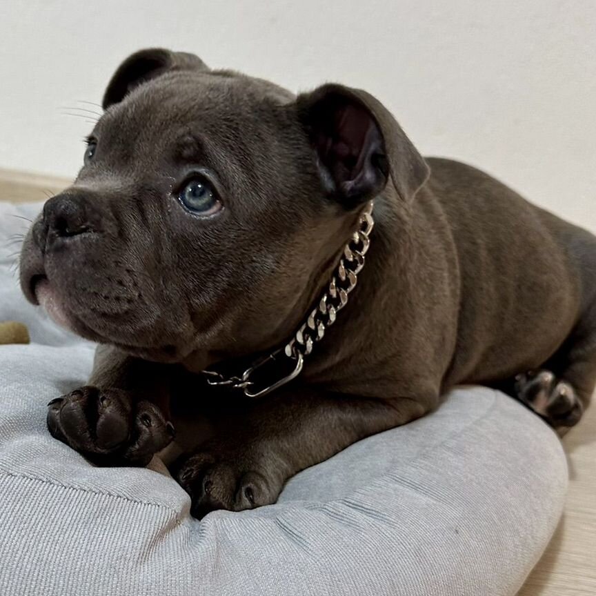 Американский булли, щенок