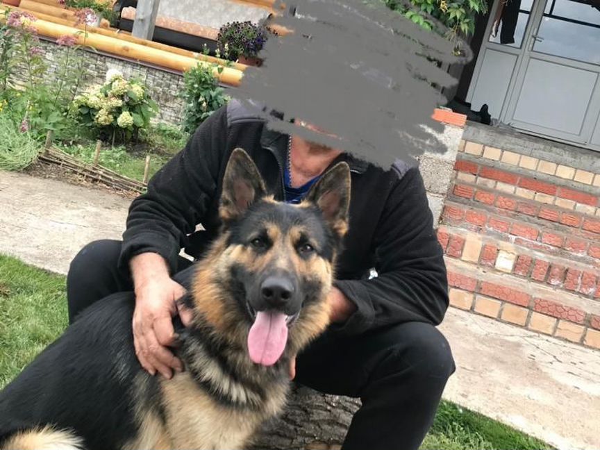 Кабель немецкой овчарки вязка