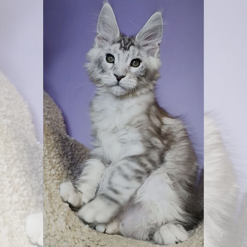 Мейн-кун котёнок