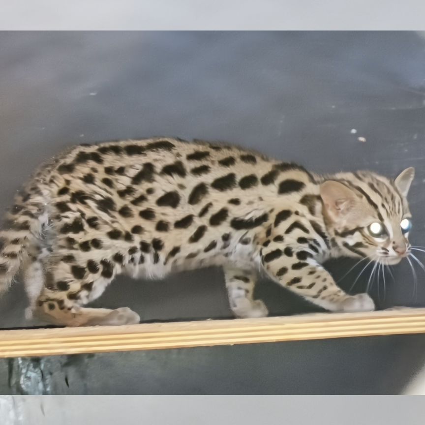 Саванна котёнок