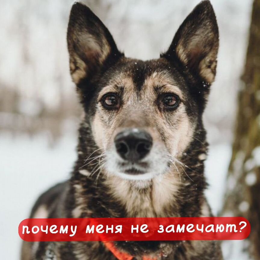 Взрослая собака в добрые руки