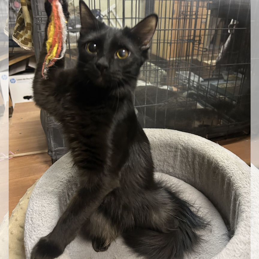 Котёнок в добрые руки