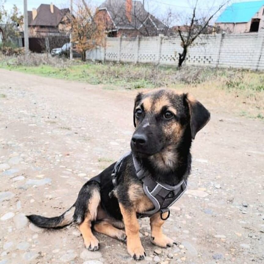 Жизнерадостная коротышка Дора ищет дом