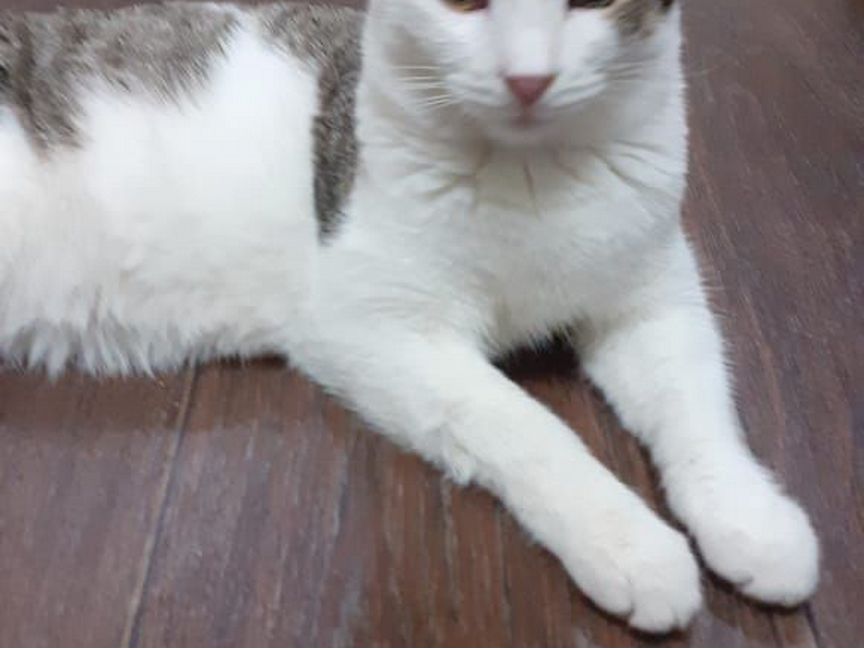 Котёнок Лаврик