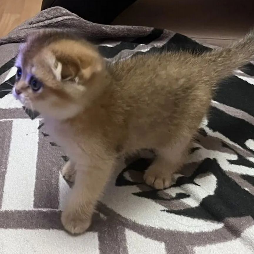 Шотландский вислоухий короткошёрстный котёнок