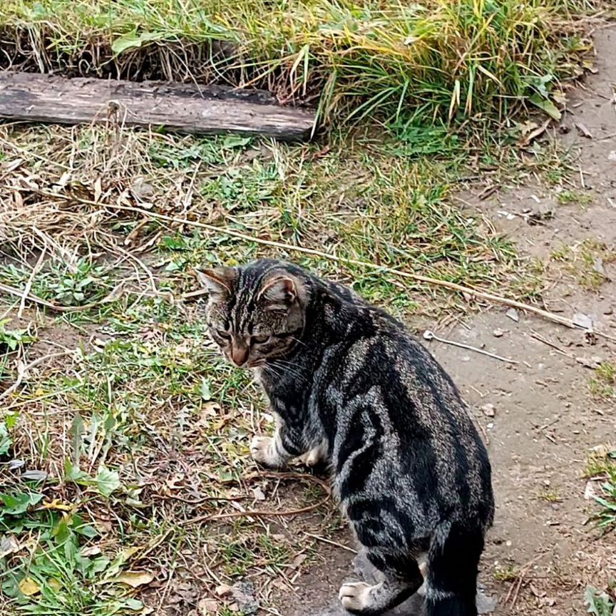 Котик в добрые руки