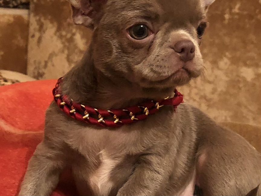 Лиловая коасоточка джесси