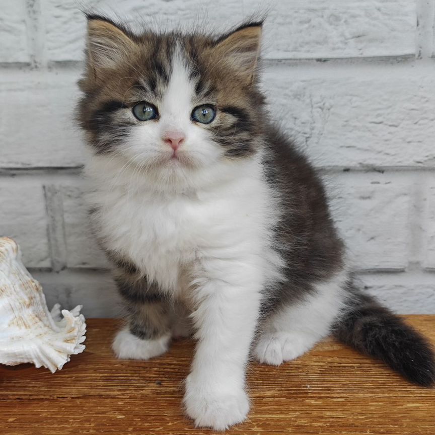 Сибирский котёнок