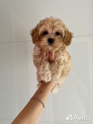 Мальтипу ф1 шикарные малыши настоящие медвежата