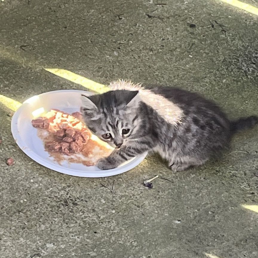 Котенок