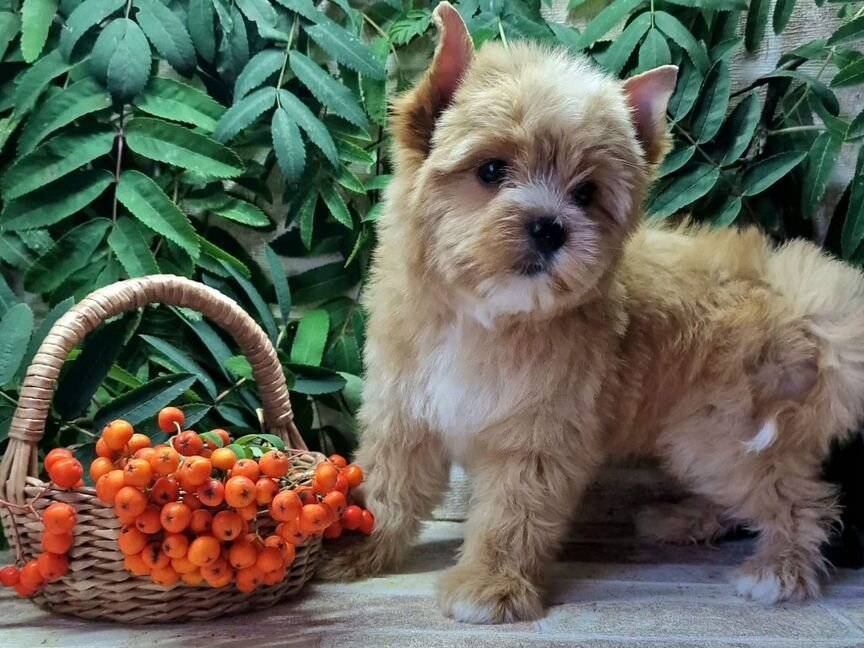 Шикарная золотая йорочка