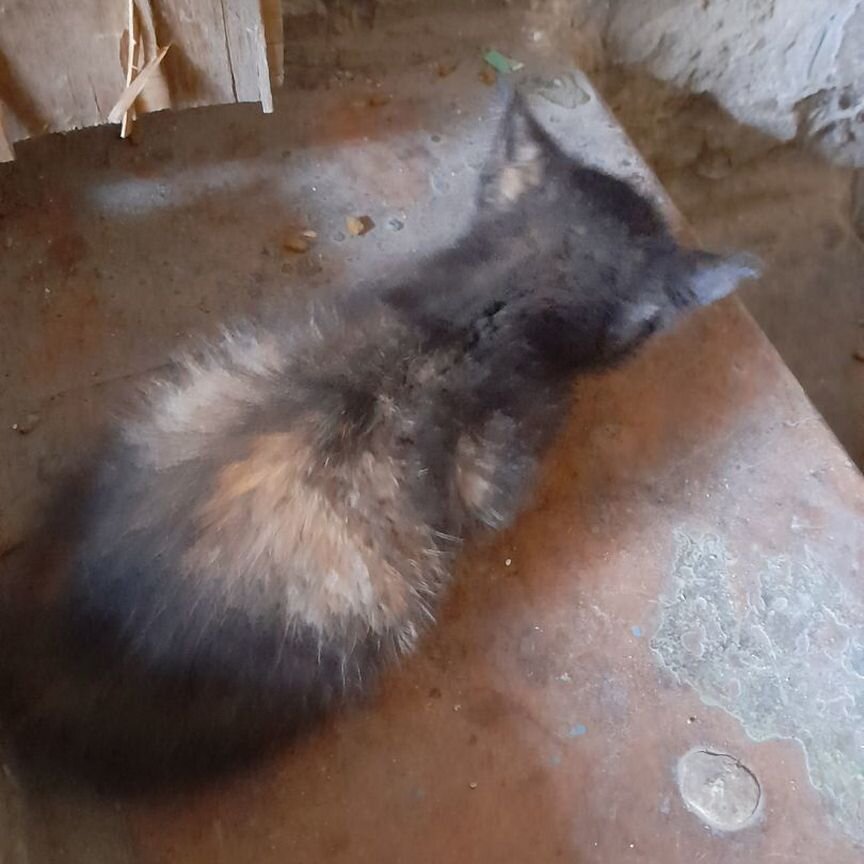 Котёнок из подъезда