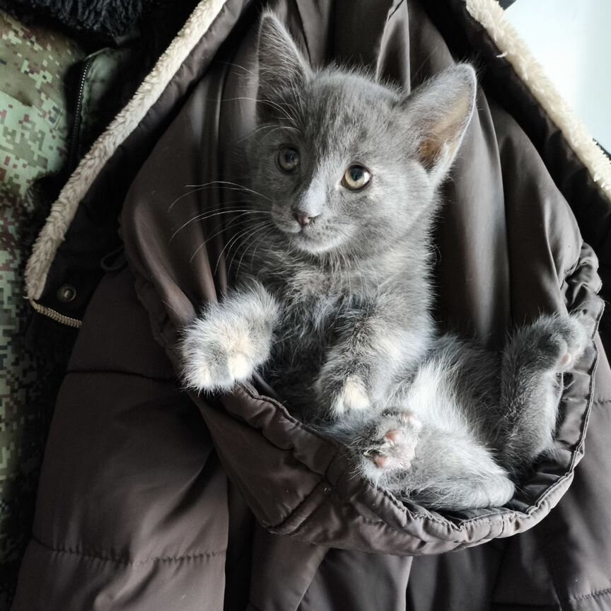 Котёнок в добрые руки