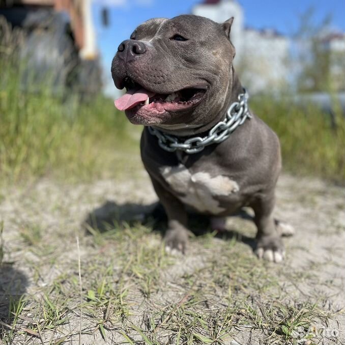 Американский питбуль