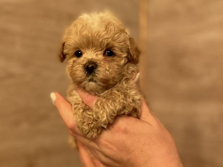 Мальтипу f1 ф1