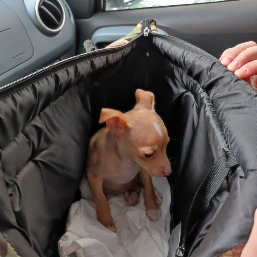 Щенки той терьера