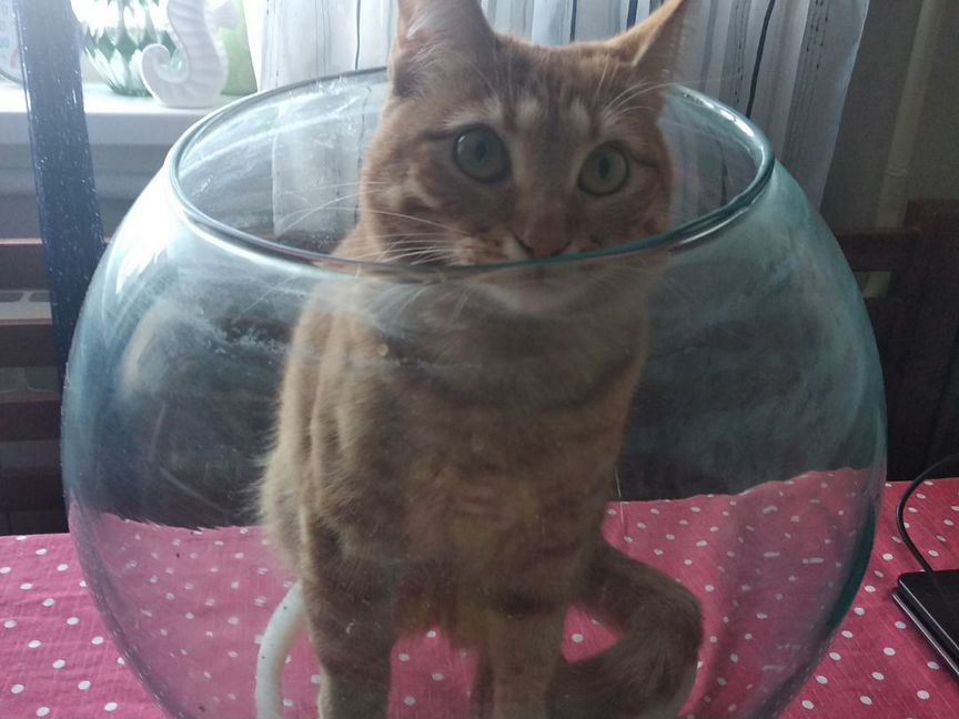 Аквариум/Флорариум 20 л с подставкой СССР